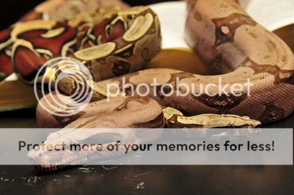 "a tail of two suris". . .duw. . . - RedTailBoas Ultimate Reptile Community