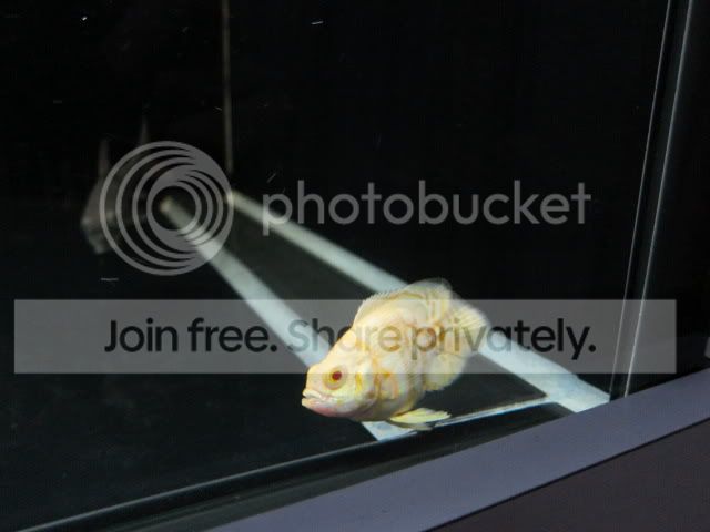 short body oscar | MonsterFishKeepers.com