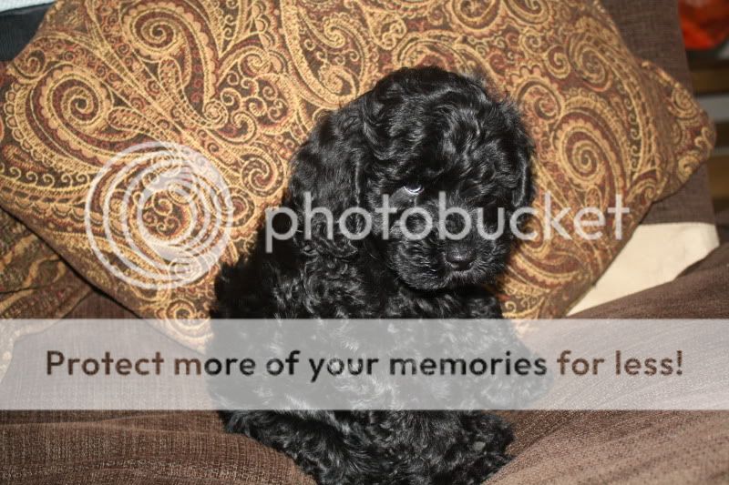 so angry | I Love My Cockapoo Forums