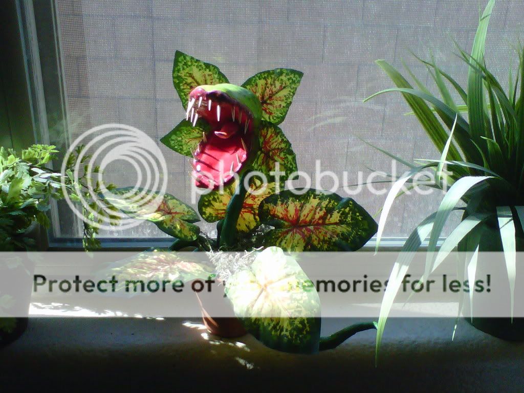 My new little man eating plant | Halloween Forum