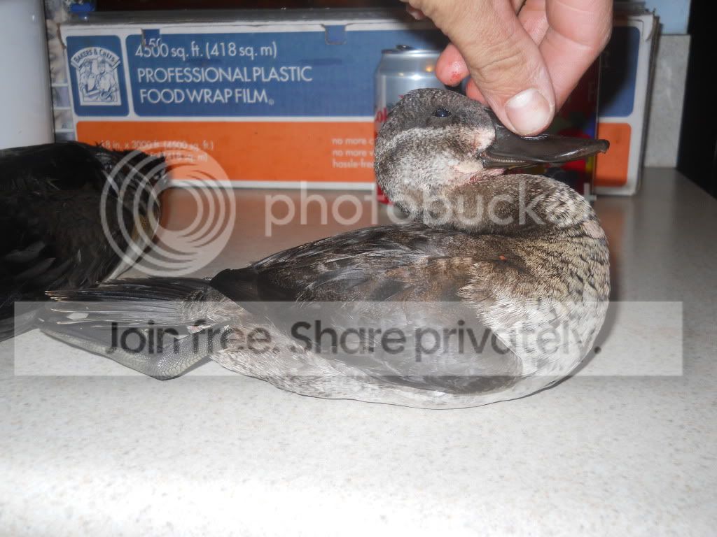 Ruddy Duck!!! in NE Mass | Duck Hunting Forum